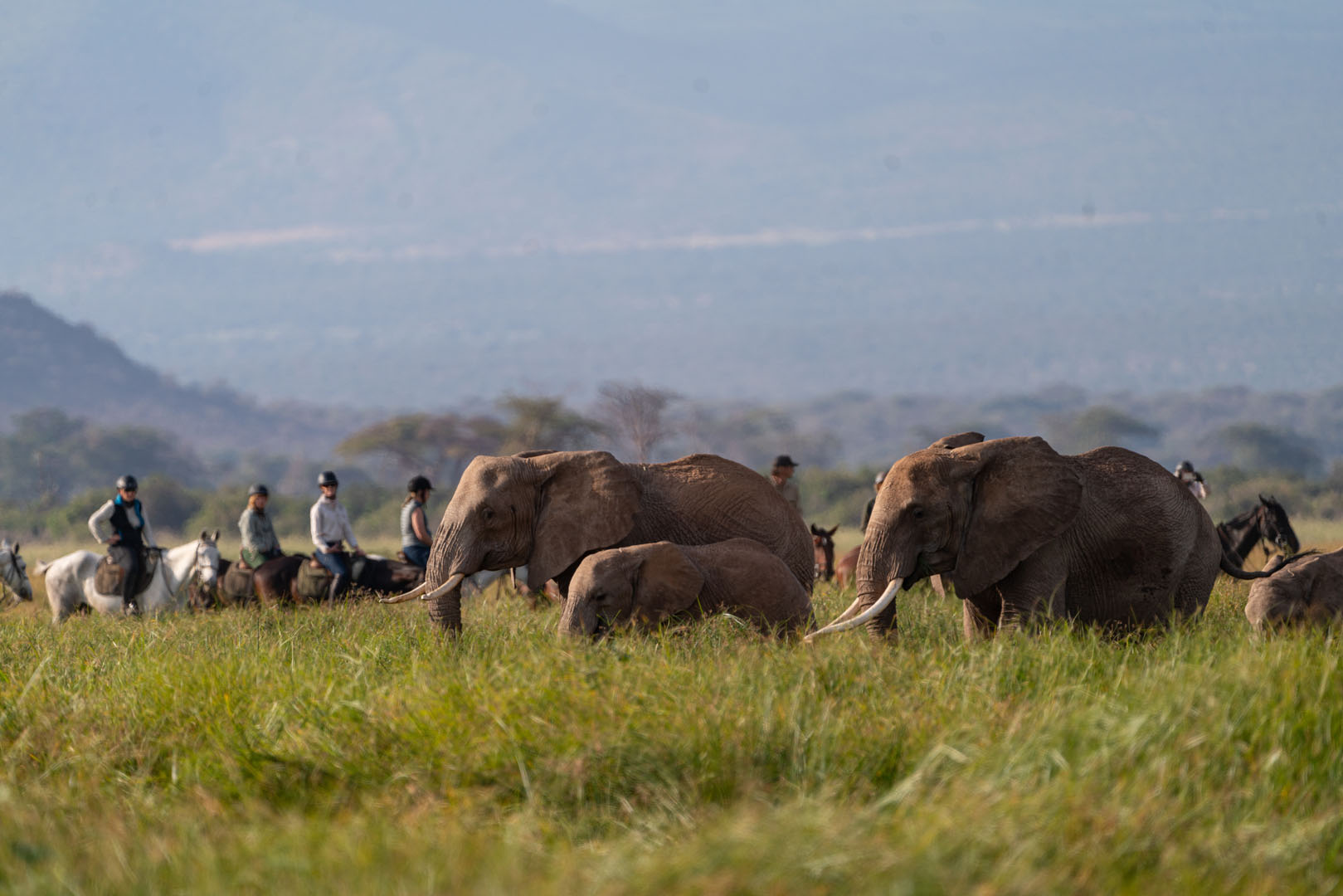Ridsafari i Tanzania - Ecolyx Sverige